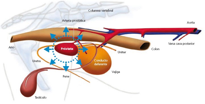 BLOG VETERINARIO: ENFERMEDADES DE LA PRÓSTATA EN EL PERRO