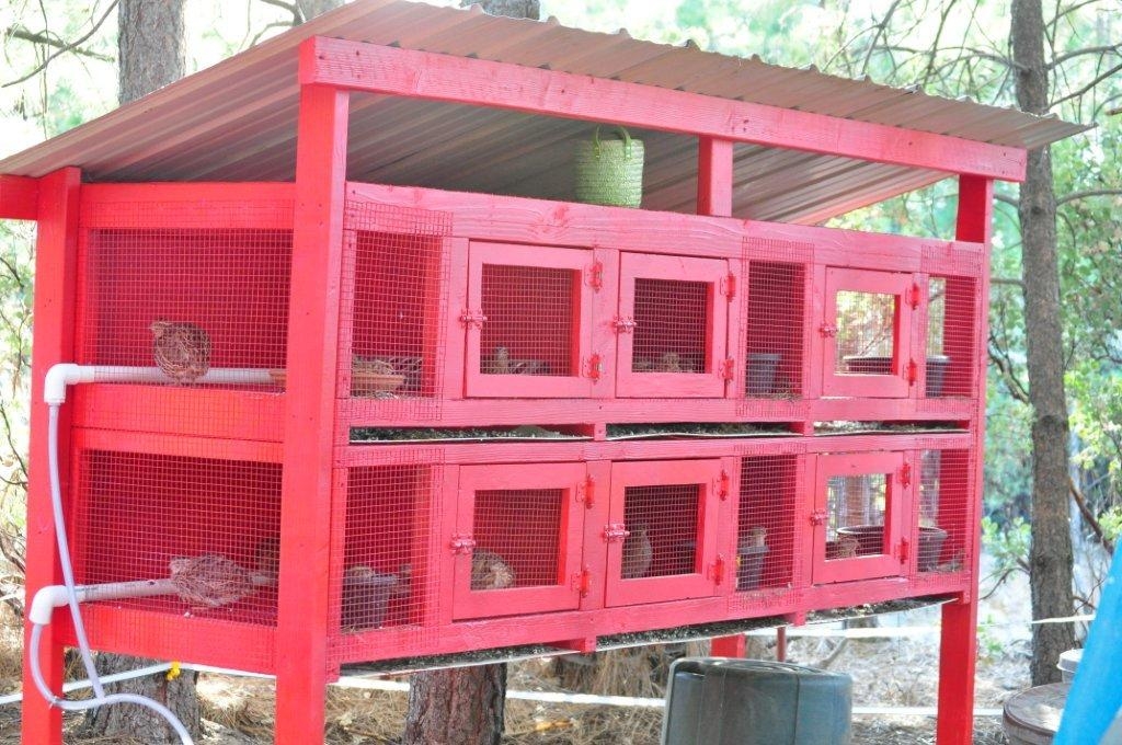 A Step of Health: Quail Adventures