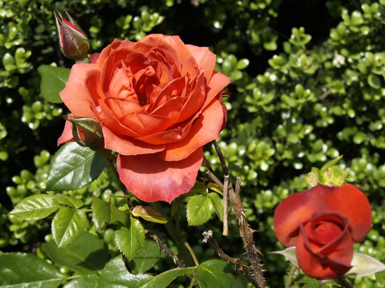 Rose Ridge Creations