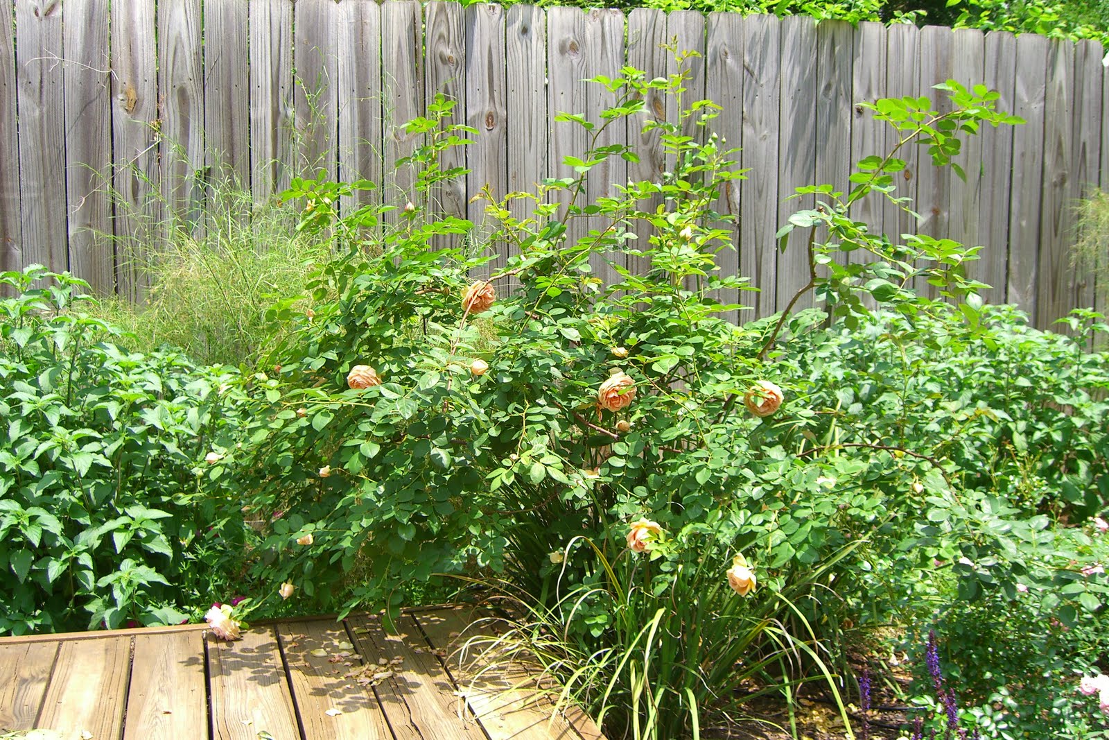 The Rabid Gardener: Star of the Republic = best rose ever