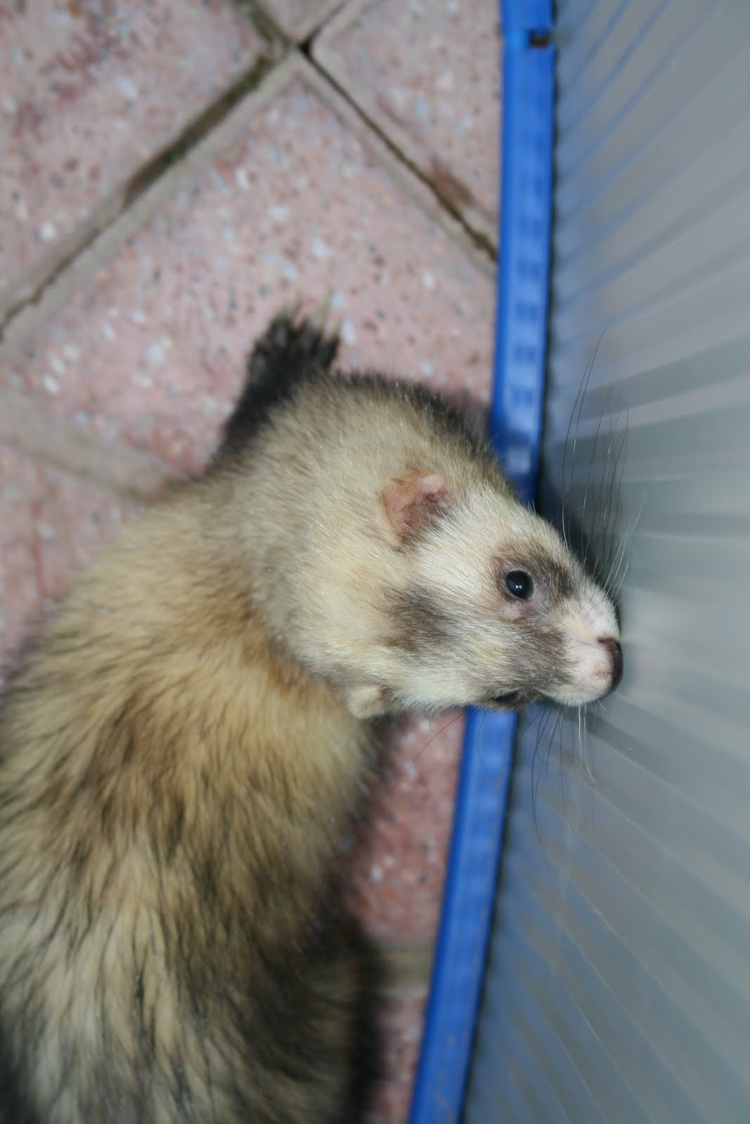 hay madre mia: HURON