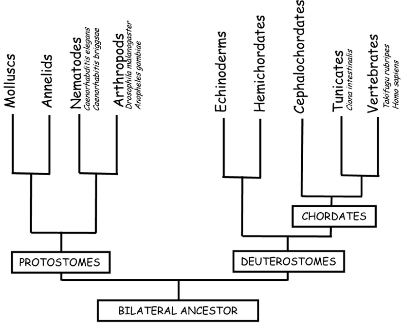 Um longo argumento: Ensinando evolução através de filogenias - II