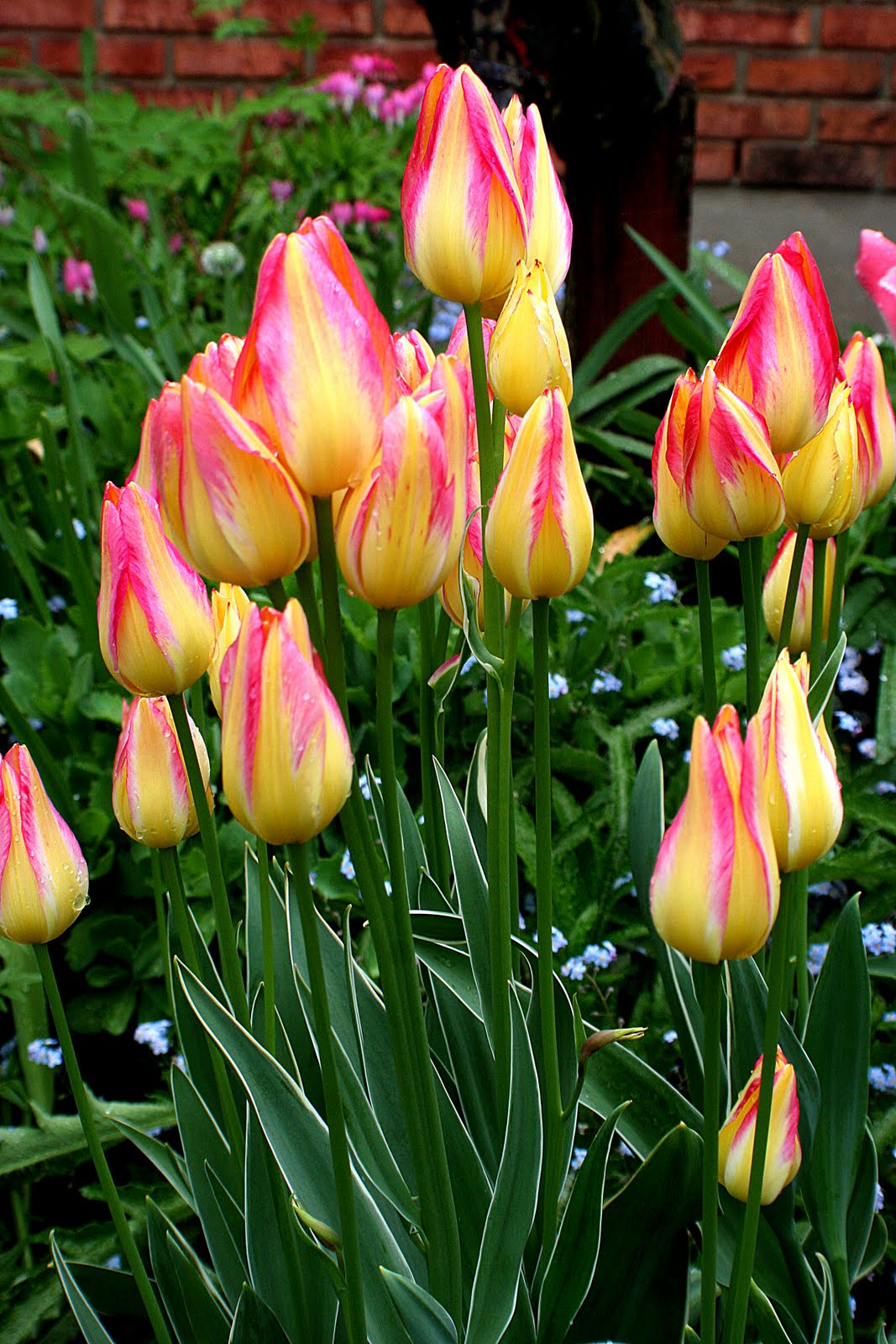 A Niagara Region Garden: Random flower pics from the garden to-day