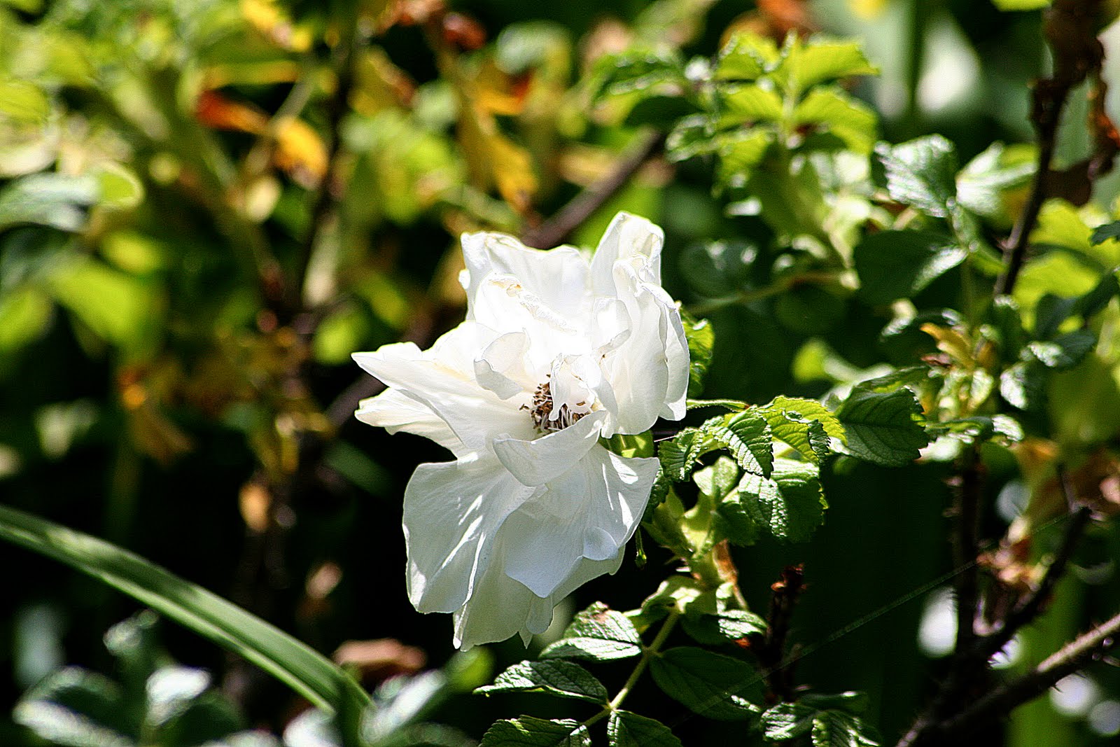 A Niagara Region Garden: Canadian Roses