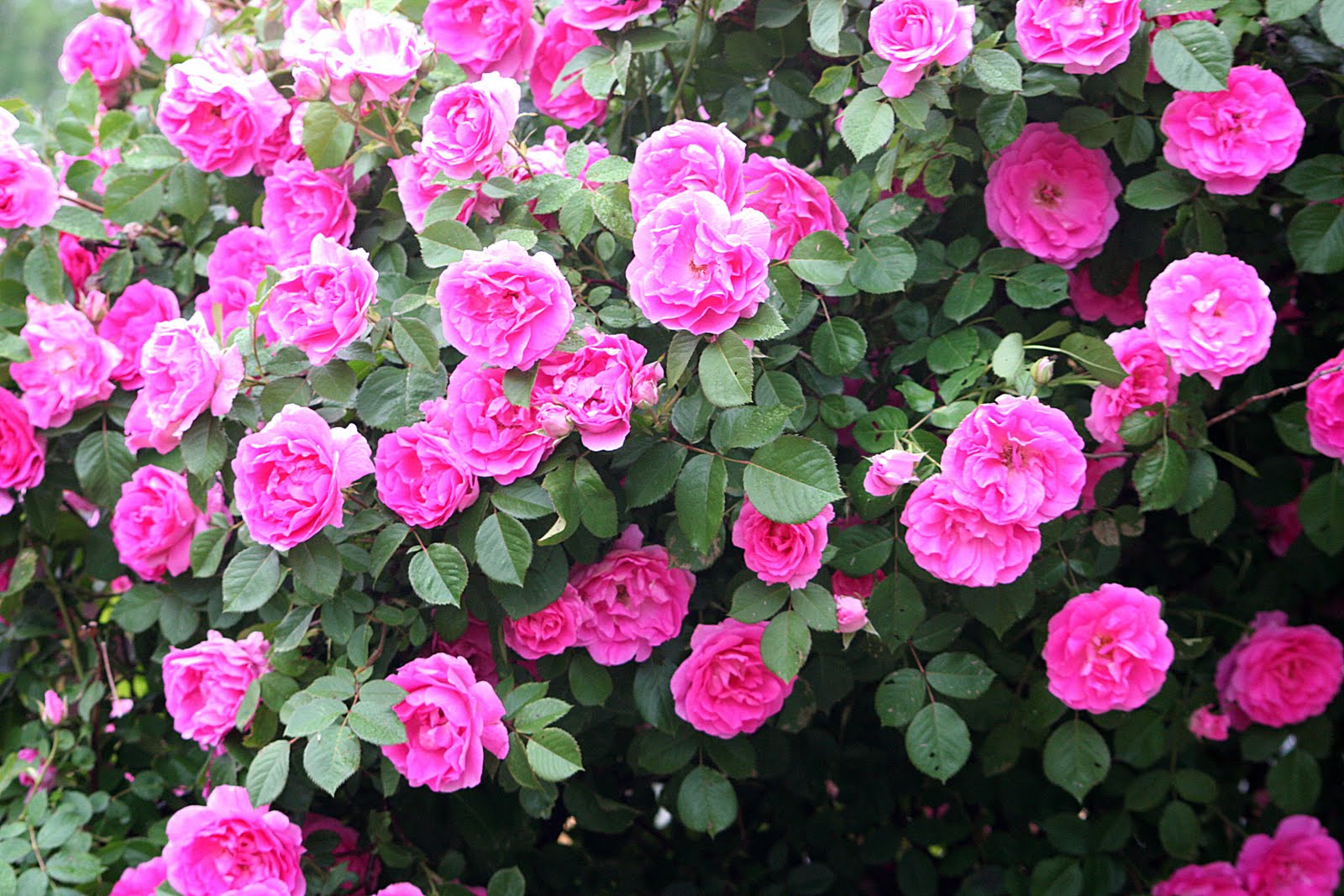 A Niagara Region Garden: The Alexander MacKenzie Explorer Rose