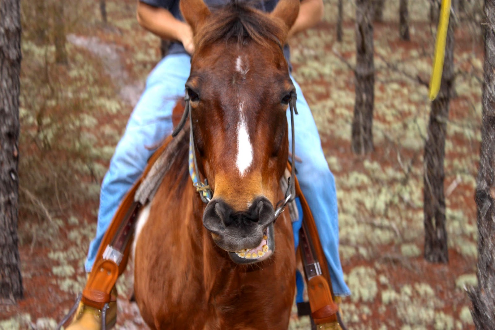 Ashleigh Schell Photography: Eternal Freedom Horse Rescue Ranch
