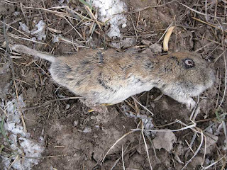 Life among the Tall Pines: Why they are called pocket gophers