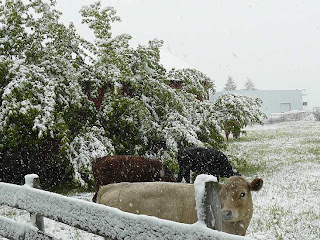 Life among the Tall Pines: Cattle and snow