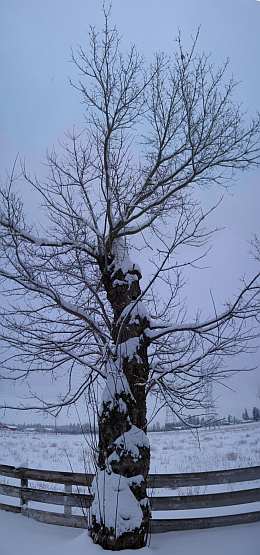 Life among the Tall Pines: Snow and box elder trees