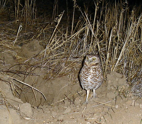 Camera Trap Codger: Burrowing owl at the badger dig