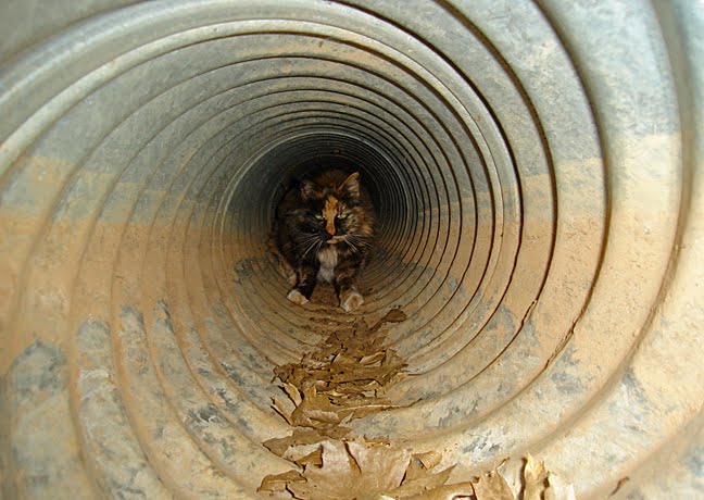 Camera Trap Codger: Culvert cat