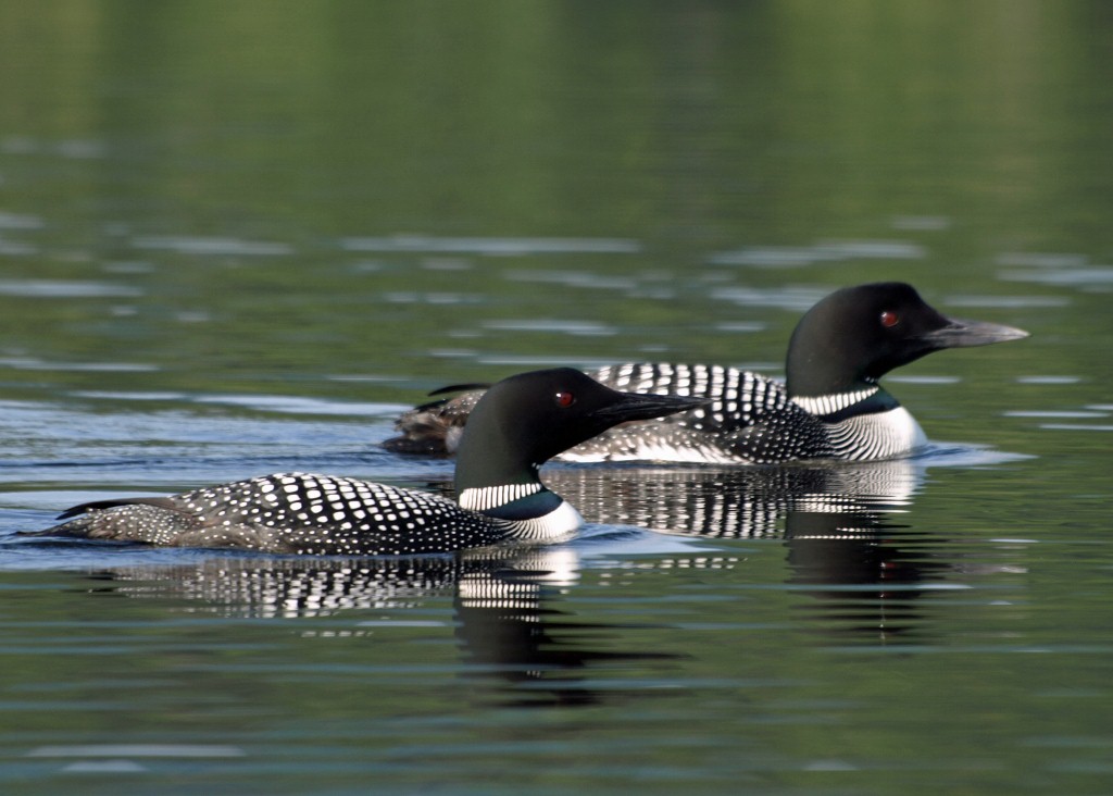 Raining Acorns: Photographing Birds in the Adirondacks