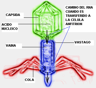 Ciencias: ¿Son los virus seres vivos?