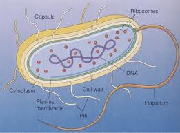 Science Blog...!? :D: The bacterial cells