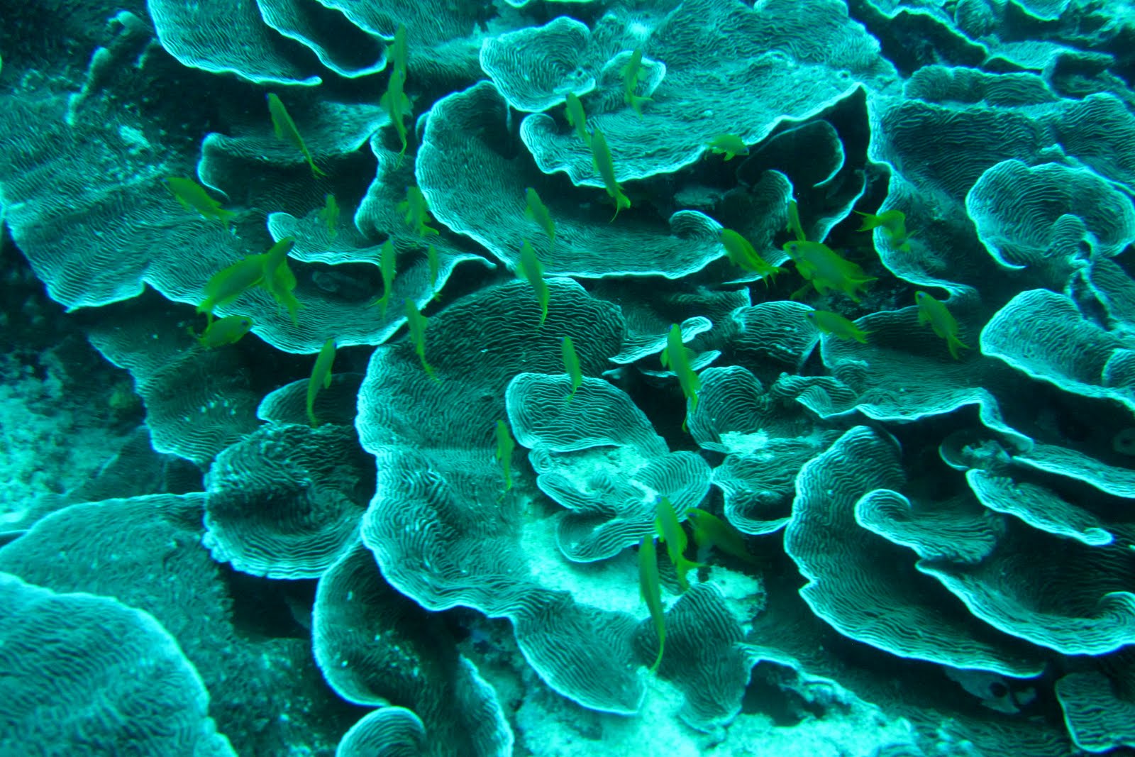 Yogurt Starter Probiotic Tablet