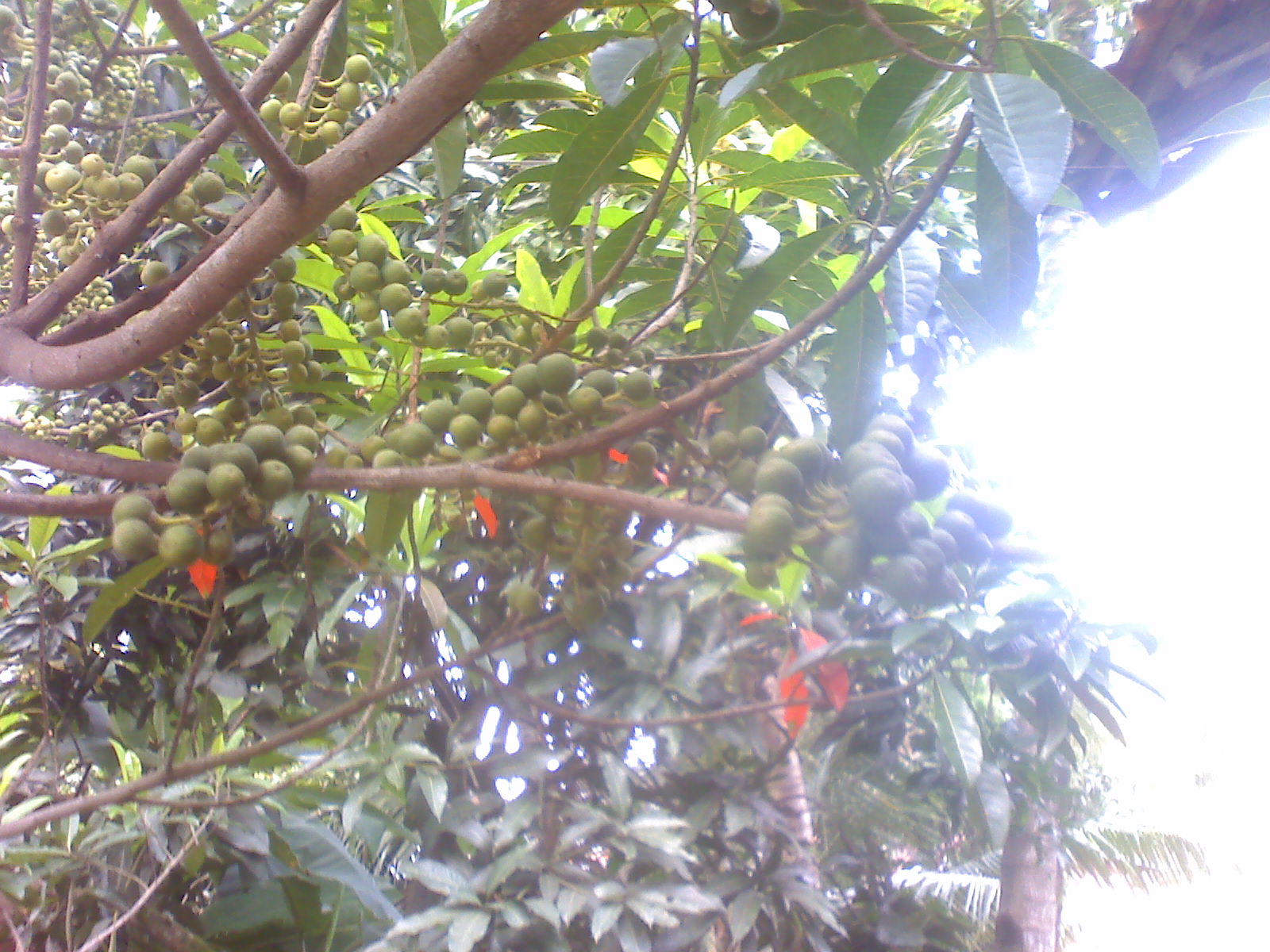 aneka bibit nusapalapa: Foto biji Genitri