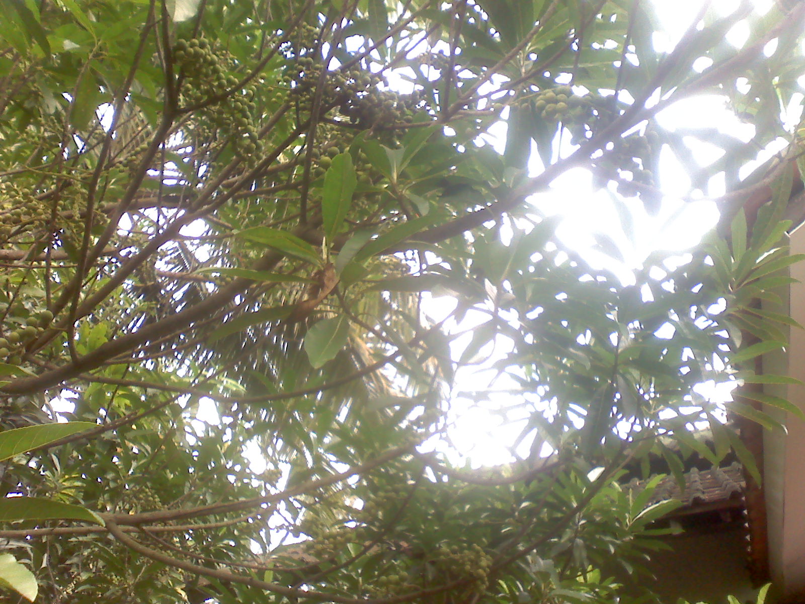 Just Relax and Get The Extract: Foto biji Genitri