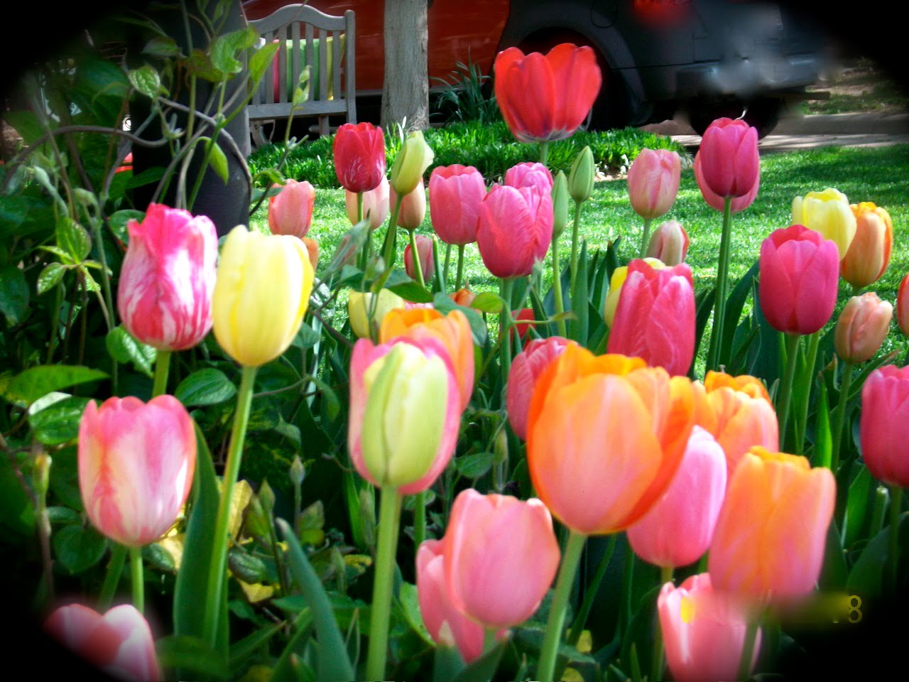 P O T A G E R: Here They Are.......My Favorite Tulips