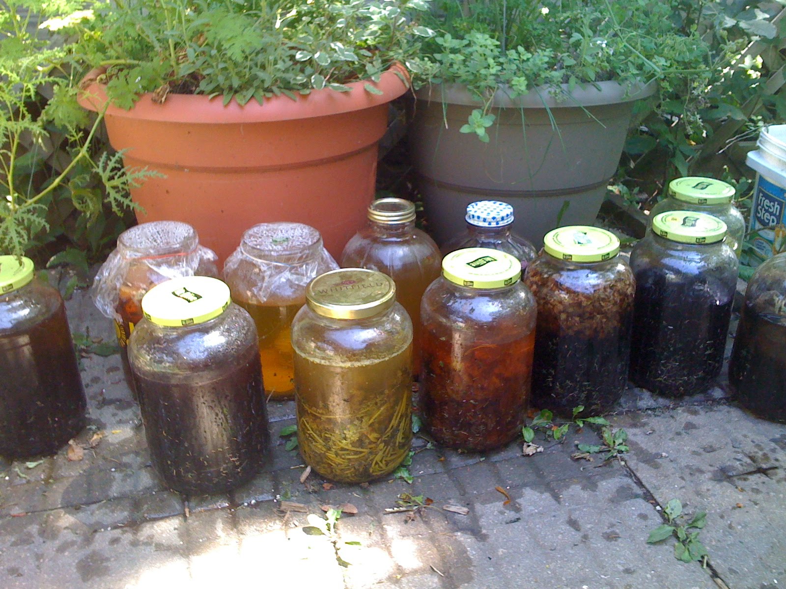 Adventures in Wonderland: Solar Natural Dyeing - wool