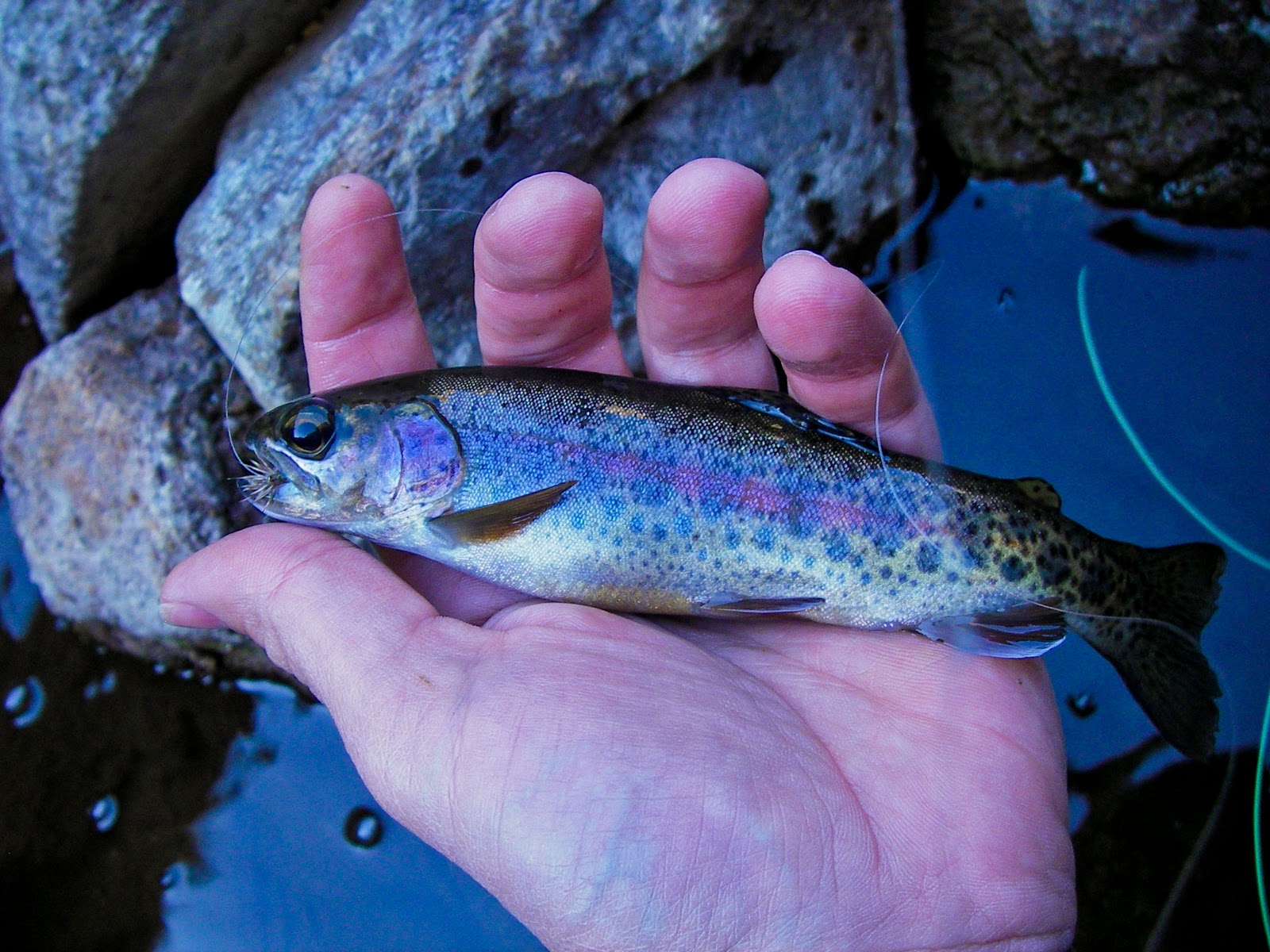 Getting Out: Fishing Trout in a Desert Oasis