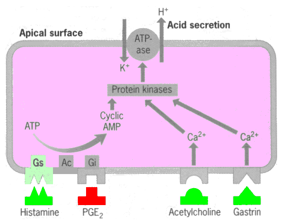 Gastrina: Ácido Gástrico
