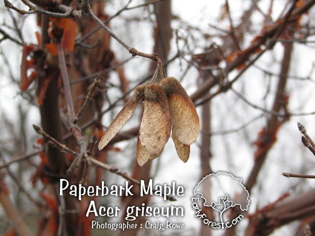 Early Forest : Tree Photography and Information: Photo : Paperbark ...