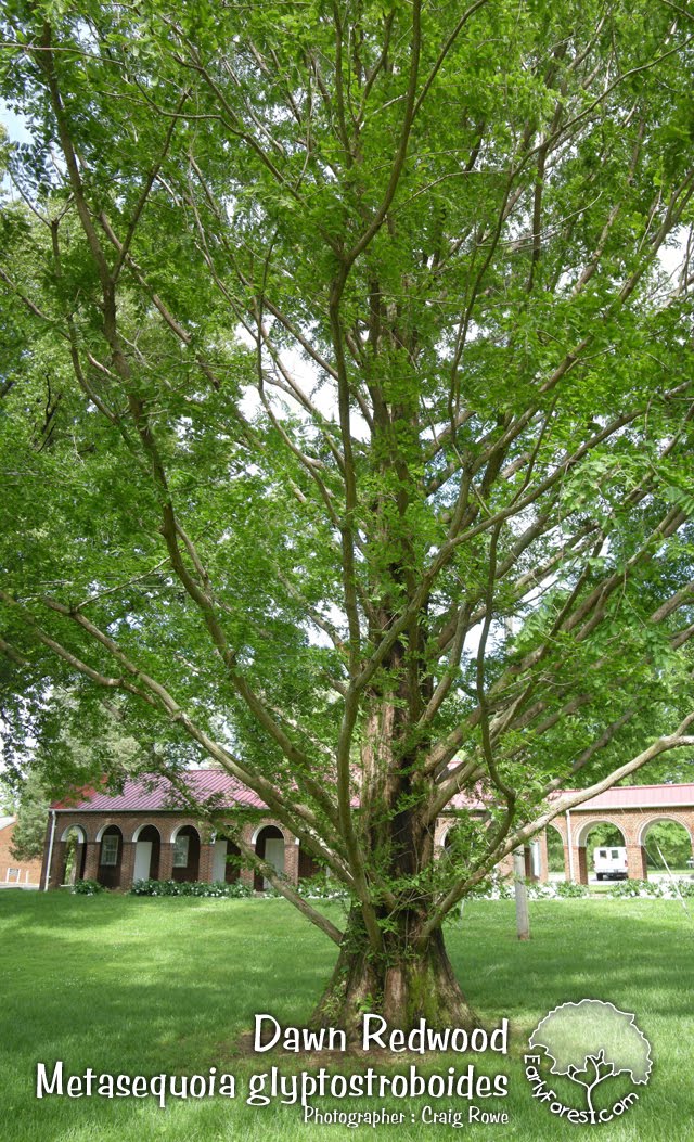 Early Forest : Tree Photography and Information: Photos: Dawn Redwood Tree