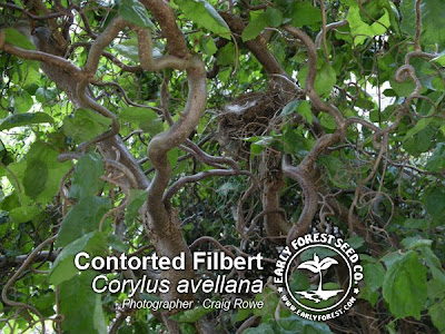 Early Forest : Tree Photography and Information: Photo : Contorted ...