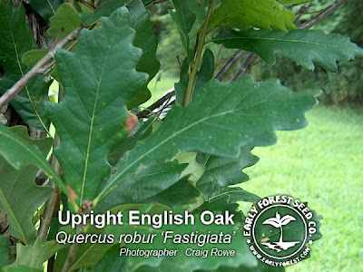 Early Forest : Tree Photography and Information: Photo : Upright ...