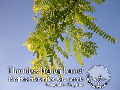 Early Forest : Tree Photography and Information: Photo : Thornless ...