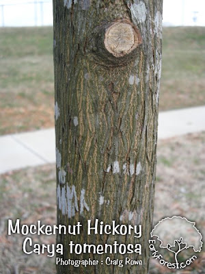 Early Forest : Tree Photography and Information: Photo: Mockernut ...