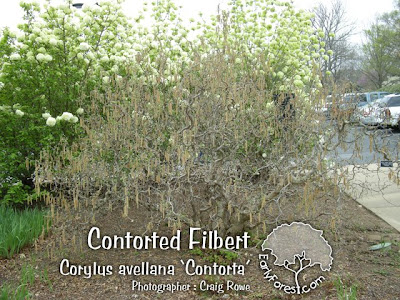 Gold contorted willow shrub, |prune contorted weeping cherry tree|