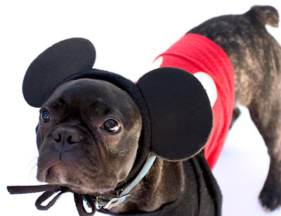 Karen Ngo Dog Photography