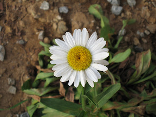 Living in Lexington: Fodder shock's in Lexington!