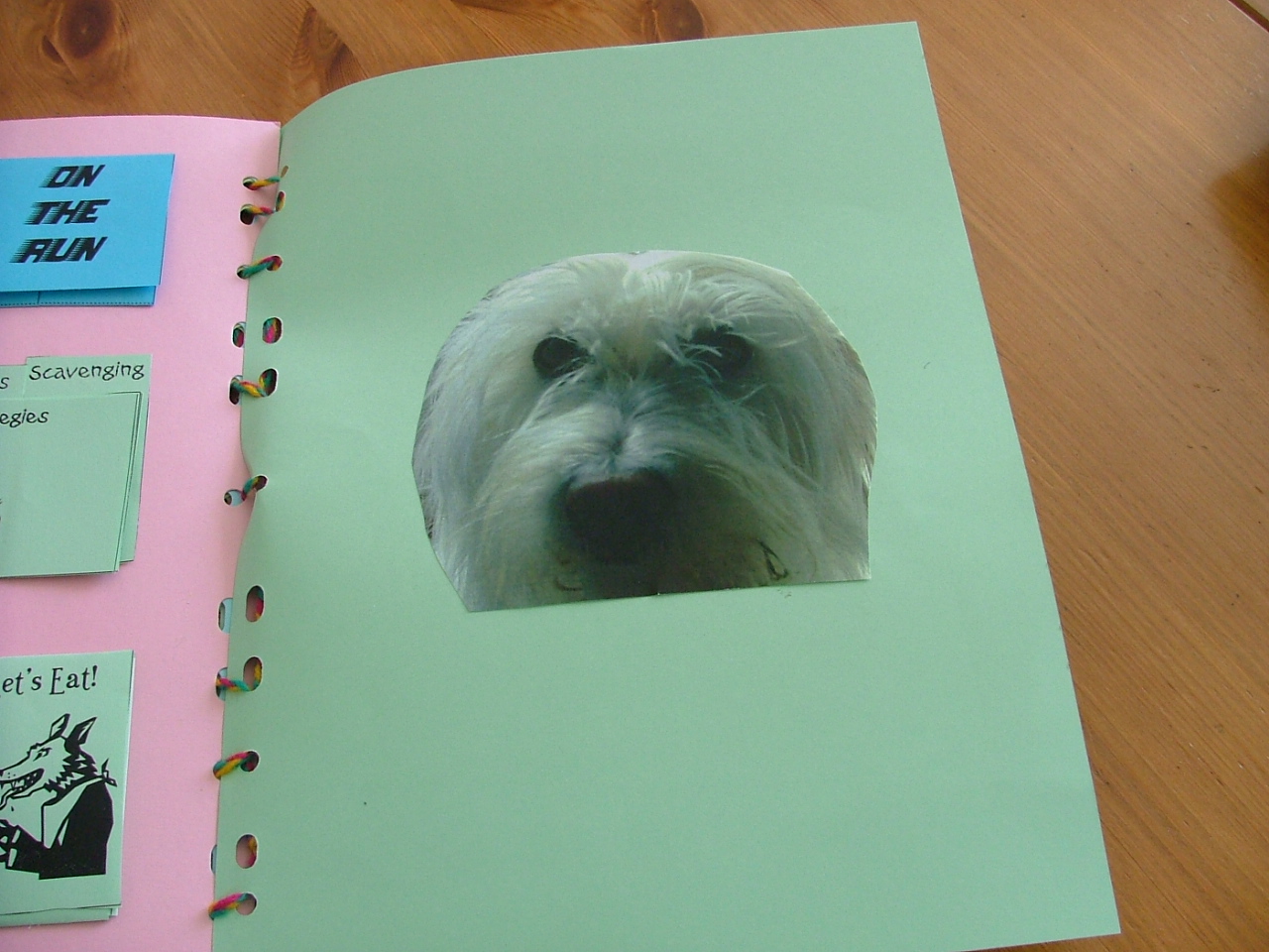 Have Fun - Live Life: Wild Dogs Lapbook/Notebook
