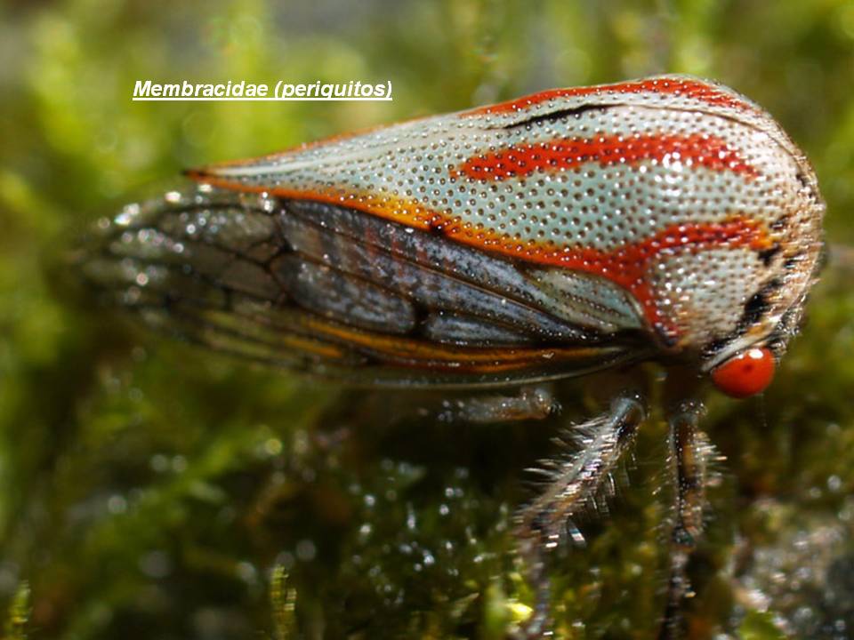 ENTOMOLOGIA FORESTAL ANGEL TORRES: Descripcion de ordenes y familias de ...