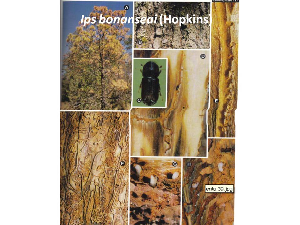 ENTOMOLOGIA FORESTAL ANGEL TORRES: noviembre 2010