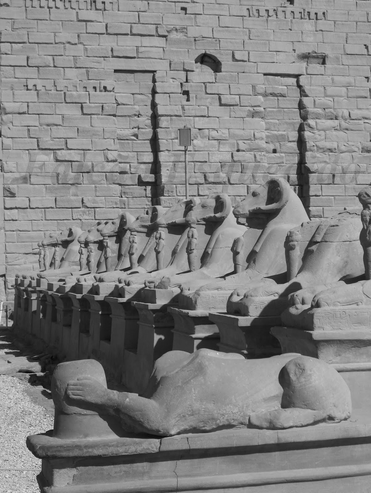 Îmago: Esfinges de Amon_Templo de Karnak_Egipto