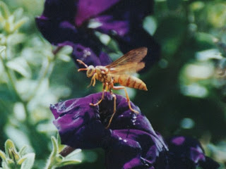 Garden Animals: Yellow and Maroon Wasp