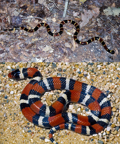 Serpent Research: Mimicry can be Imperfect but Effective