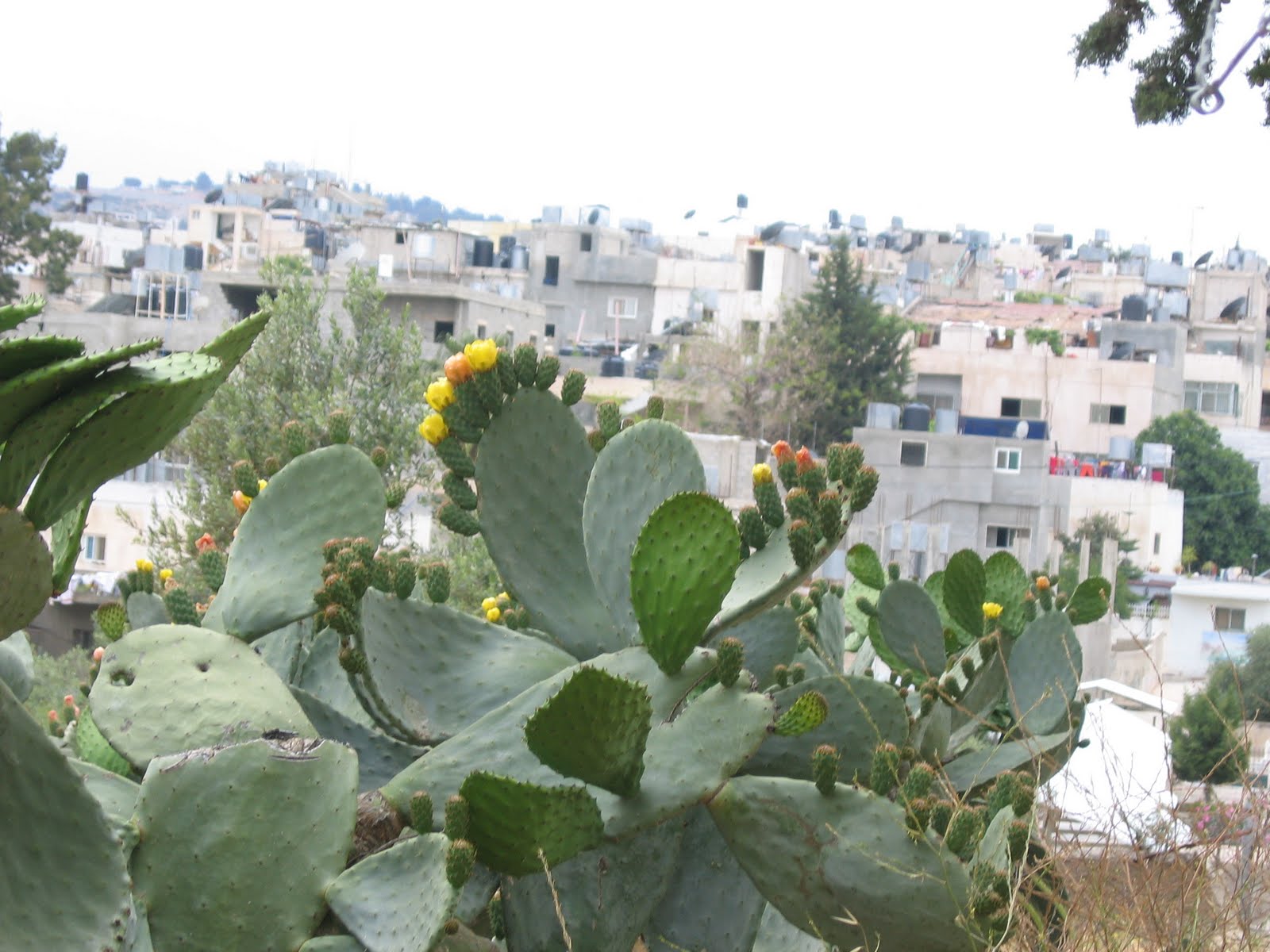 Peace, Salaam, Shalom: Arabic lesson