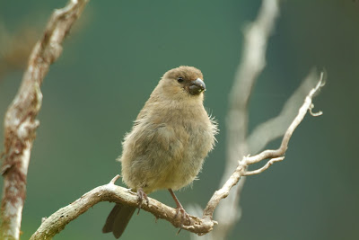 Fiat Lux * Carpe Diem: Priolo