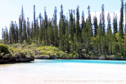 Sur les traces de Cook: Ile des pins - Le pin colonaire