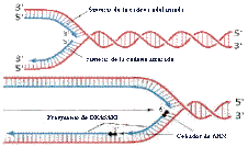 Estructura del ADN • ™: Replicacion del ADN.