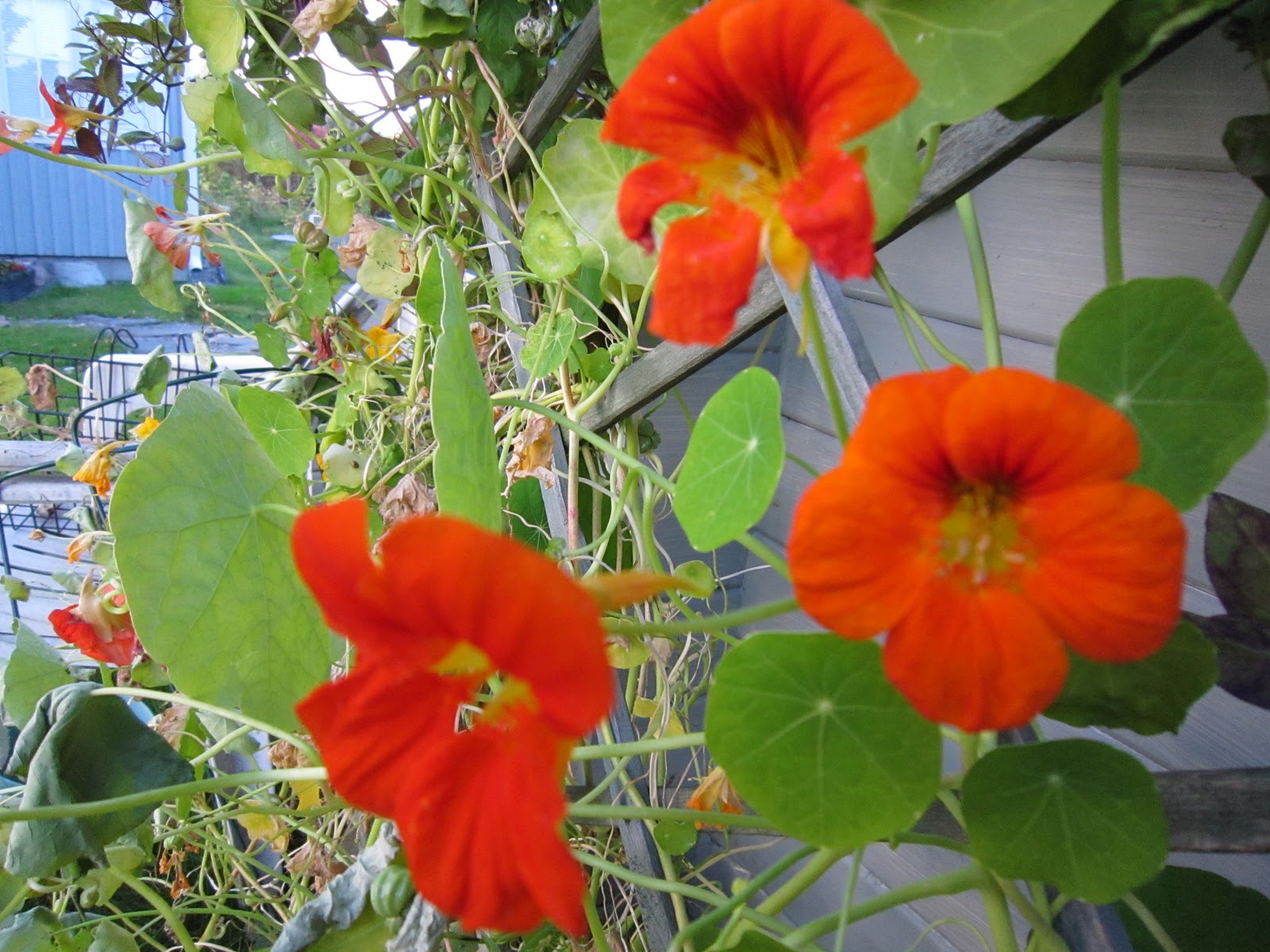 Puutarhatarinoita: lokakuuta 2010