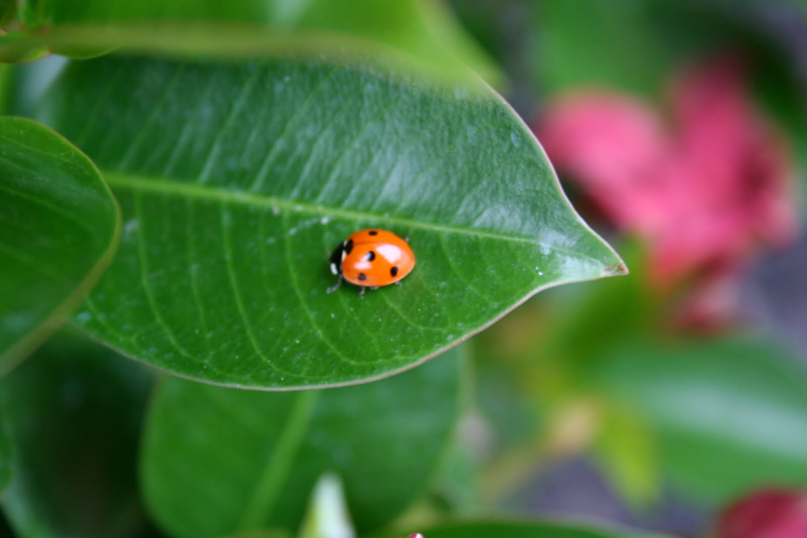 Get Rid of Pesty Insects Naturally