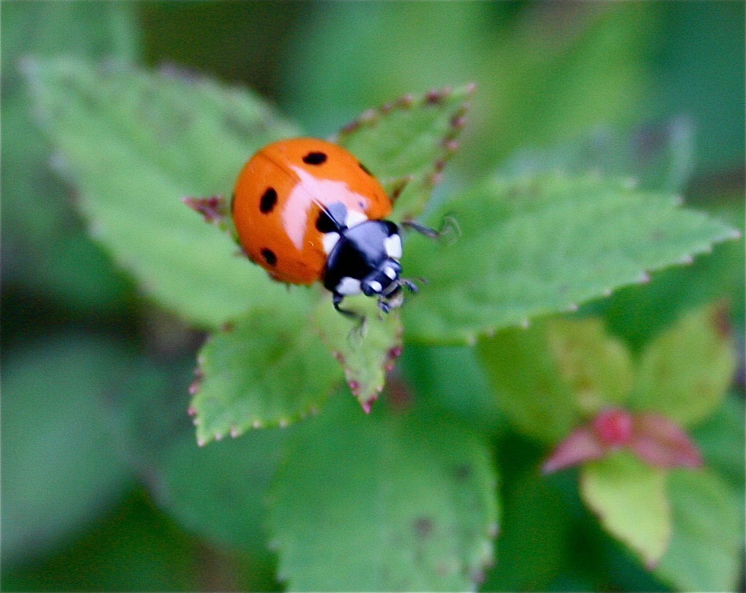 Get Rid of Pesty Insects Naturally