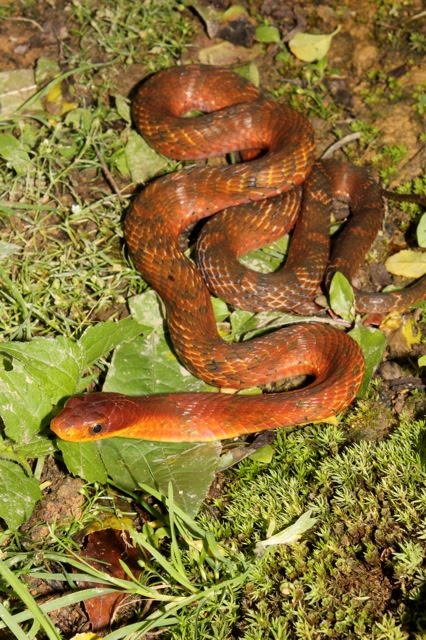 The Gerry Martin Project: Arunachal Reptile Survey - September, 2010