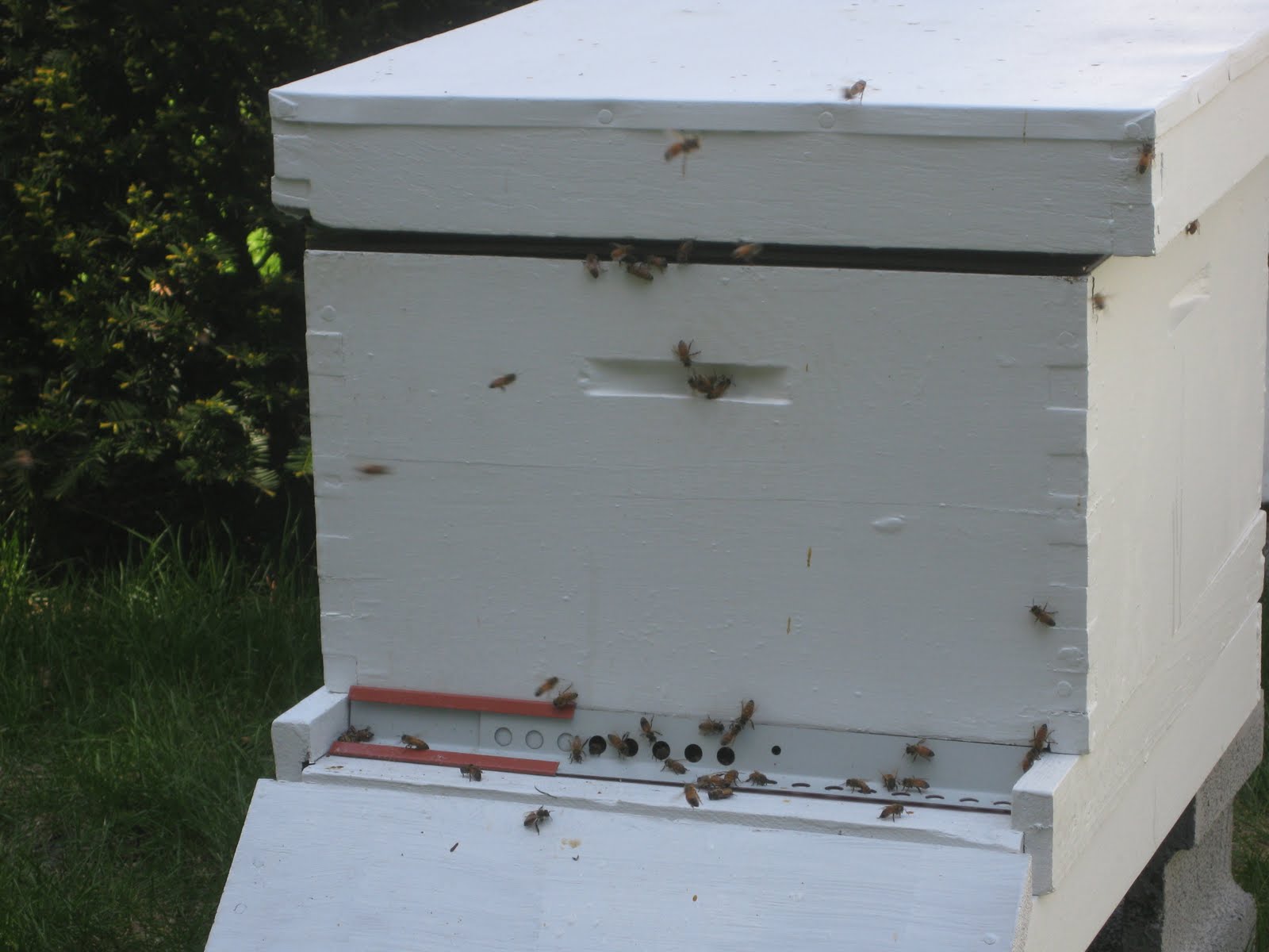 Bay County Bees: buying woodenware