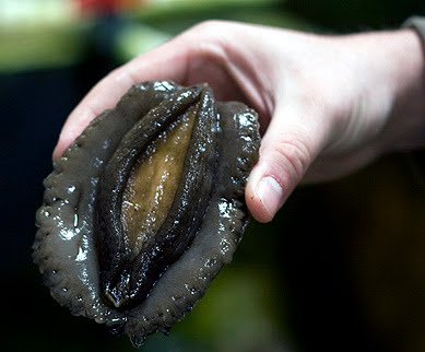 The Mindanao Examiner: Abalone: A potential Mindanao industry